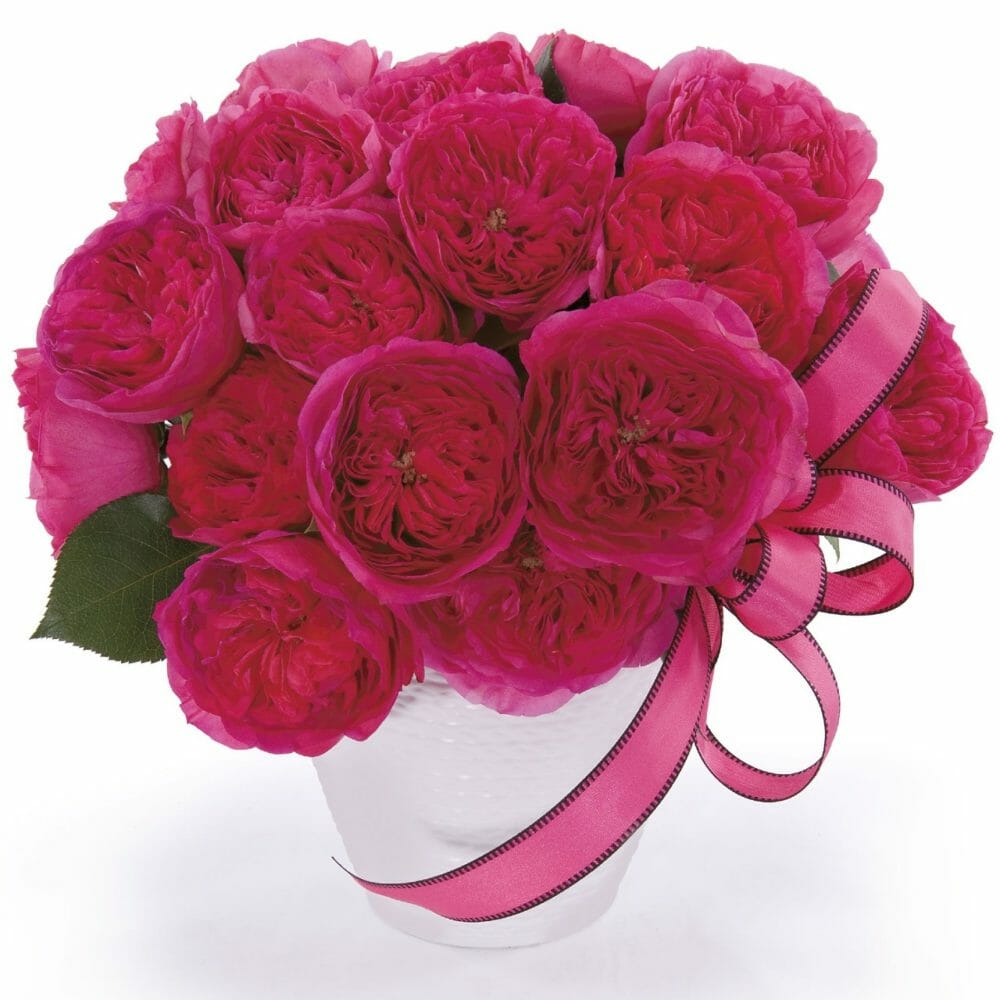 Baronesse Roses - Garden Roses Direct