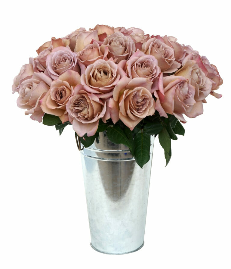 Cafe Latte Roses - Garden Roses Direct