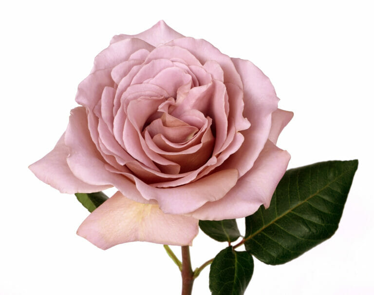 Cafe Latte Roses - Garden Roses Direct