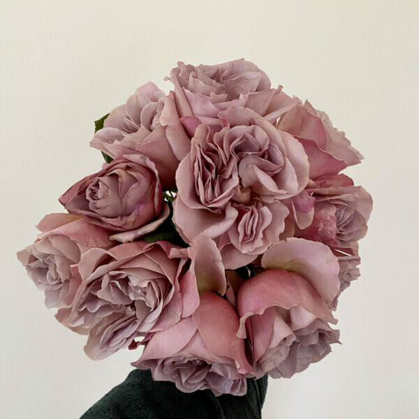 Café Latte Garden Rose - Garden Roses Direct