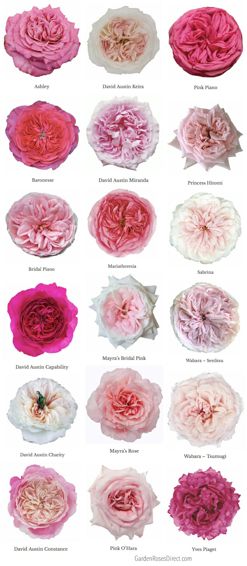 Light Pink Roses Varieties Infoupdate Light Pink Roses Varieties Infoupdate