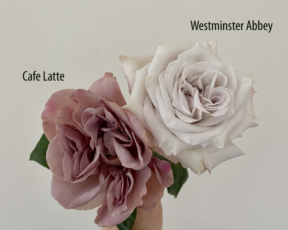Café Latte Garden Rose - Garden Roses Direct