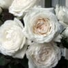 Princess Miyuki Roses - Garden Roses Direct