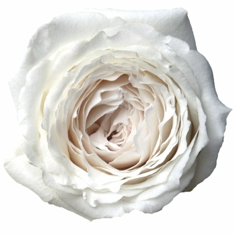 Princess Miyuki Roses - Garden Roses Direct