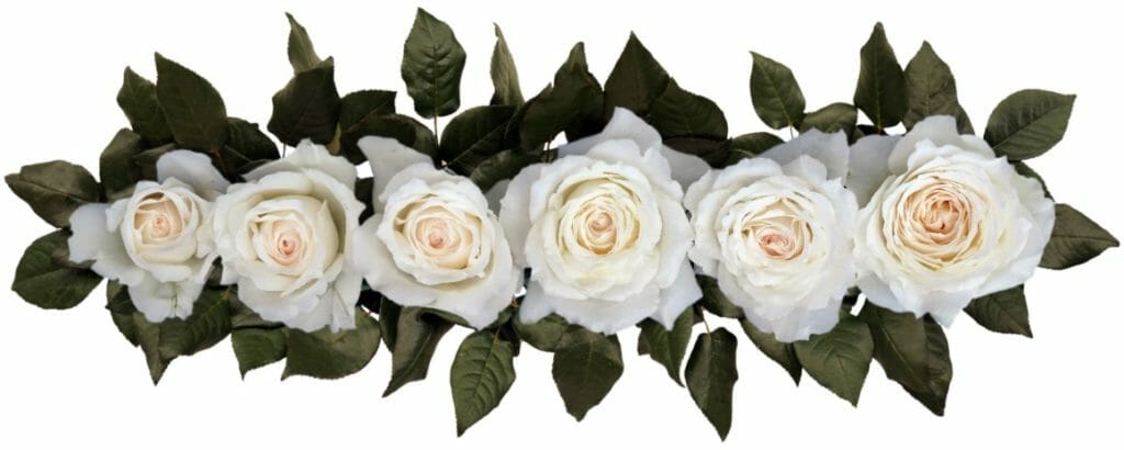 Princess Miyuki Roses - Garden Roses Direct