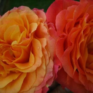 Sunset Roses - Garden Roses Direct