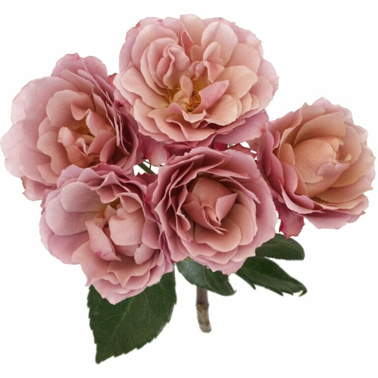 Garden Spray Roses - Garden Roses Direct