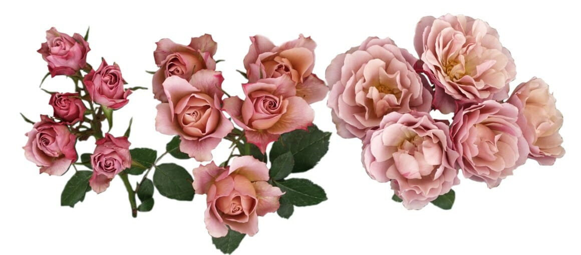 Wabara Ioli Spray Roses - Garden Roses Direct