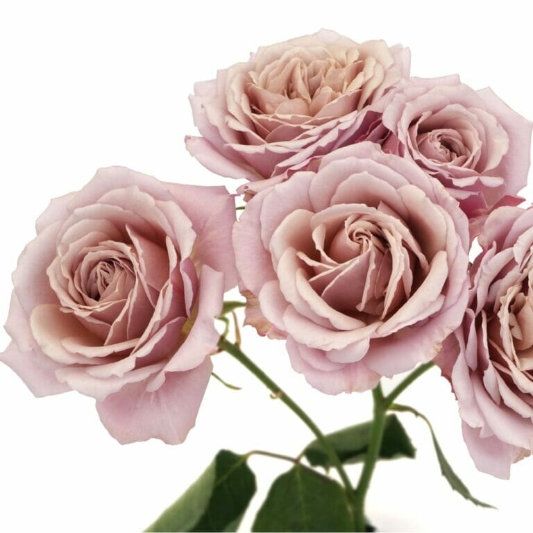 Garden Spray Roses - Garden Roses Direct