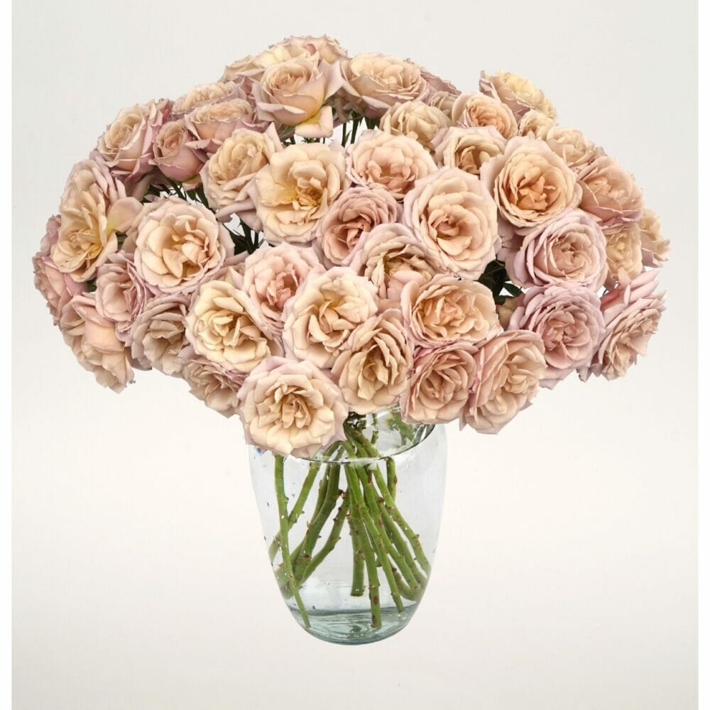 Wabara Ioli Spray Roses - Garden Roses Direct