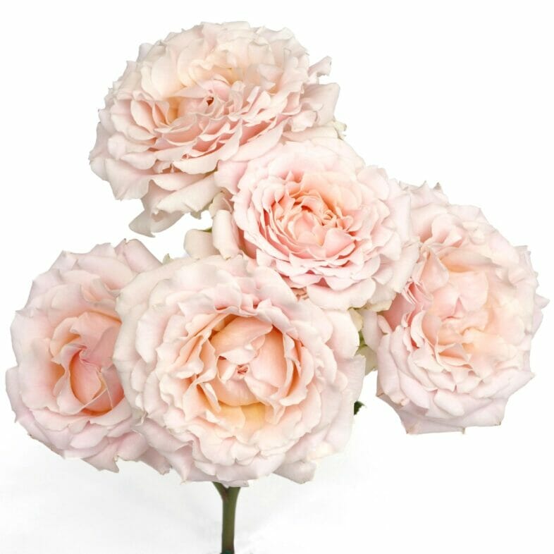 Garden Spray Roses - Garden Roses Direct