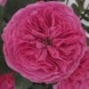 Baronesse Roses - Garden Roses Direct