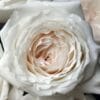 Princess Miyuki Roses - Garden Roses Direct