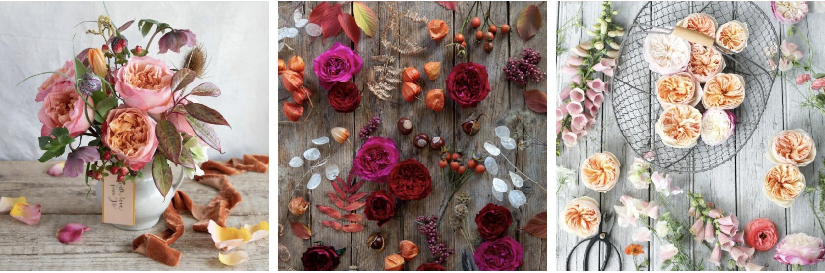 Garden Roses for Autumn inspired Color Palettes - Garden Roses Direct